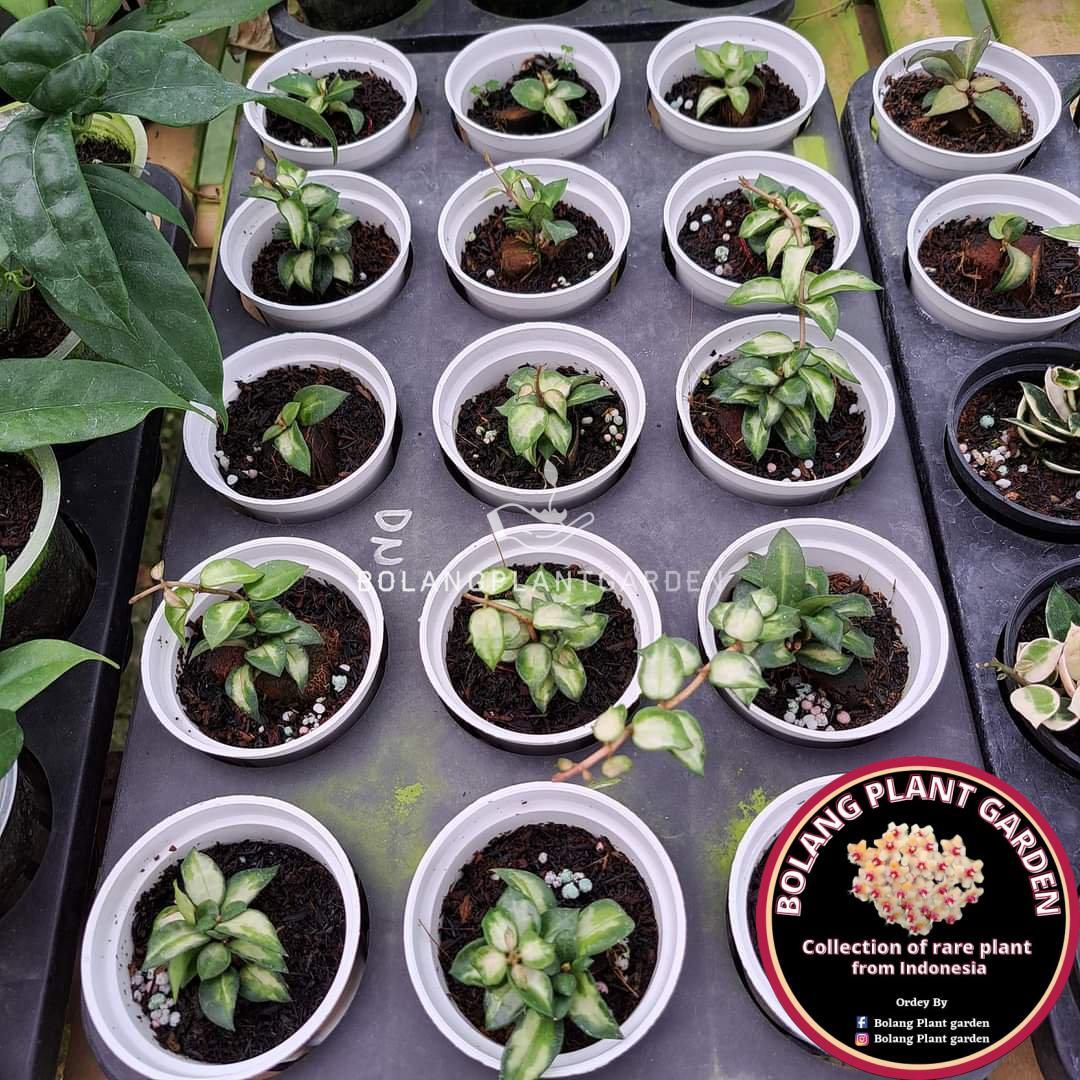 Hoya lacunosa tricolor bruno (rare) - Bolang Plant Garden