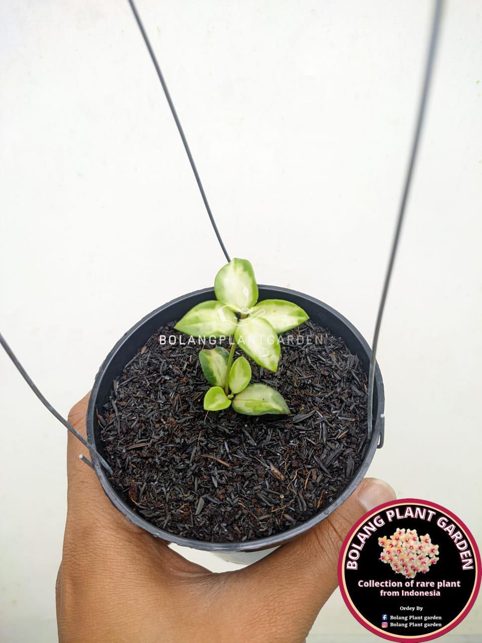 Hoya lacunosa tricolor bruno (rare) - Bolang Plant Garden