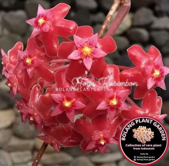 Hoya KSB 01(rare) - Bolang Plant Garden