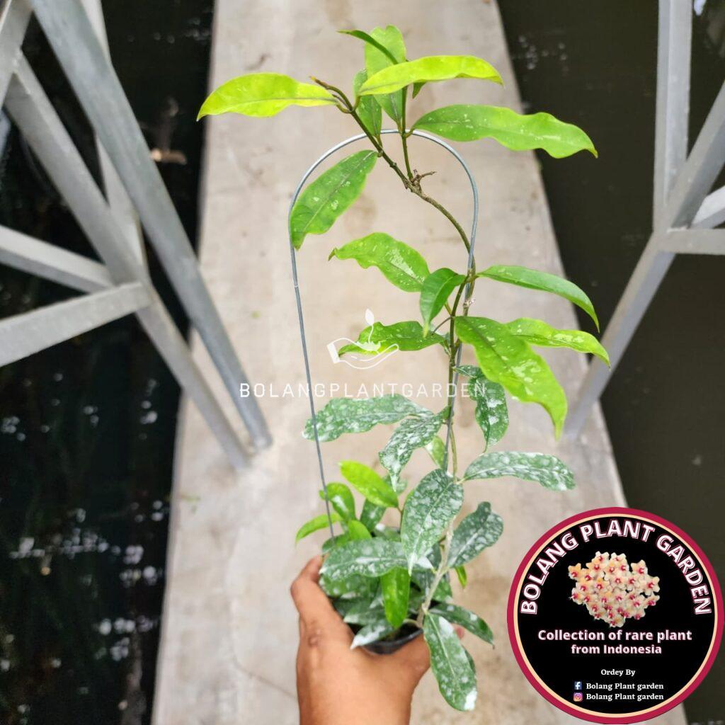 Hoya Mappigera Borneo (rare) - Bolang Plant Garden